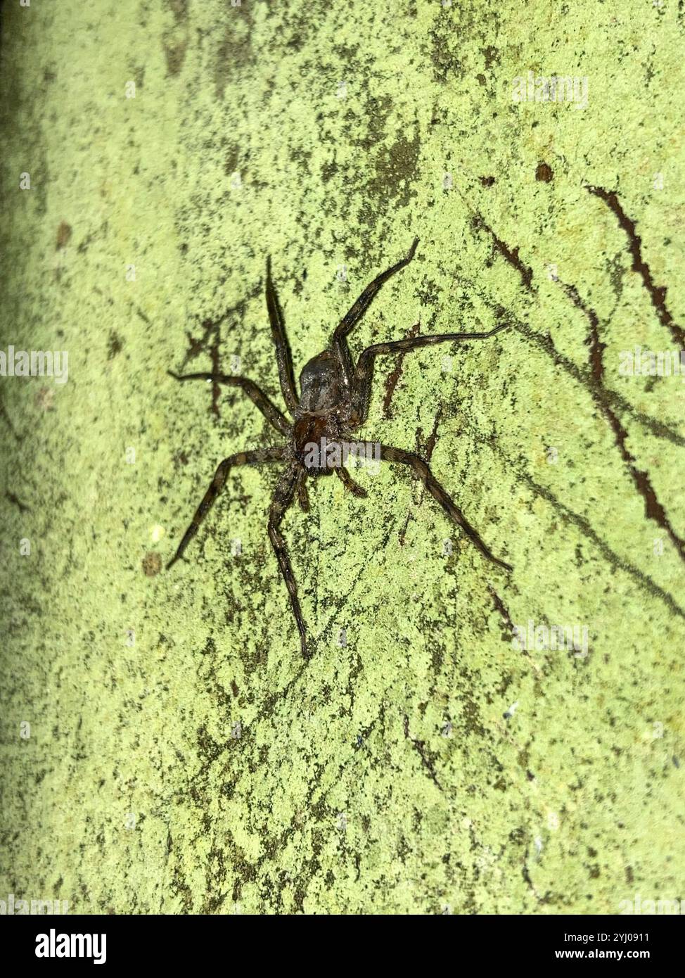 Crescent-eyed Spiders (Selenops Stock Photo - Alamy