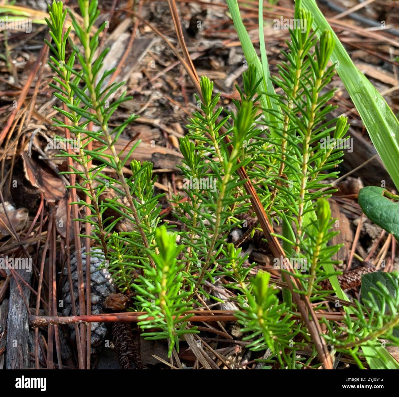 Ceratiola ericoides hi-res stock photography and images - Alamy