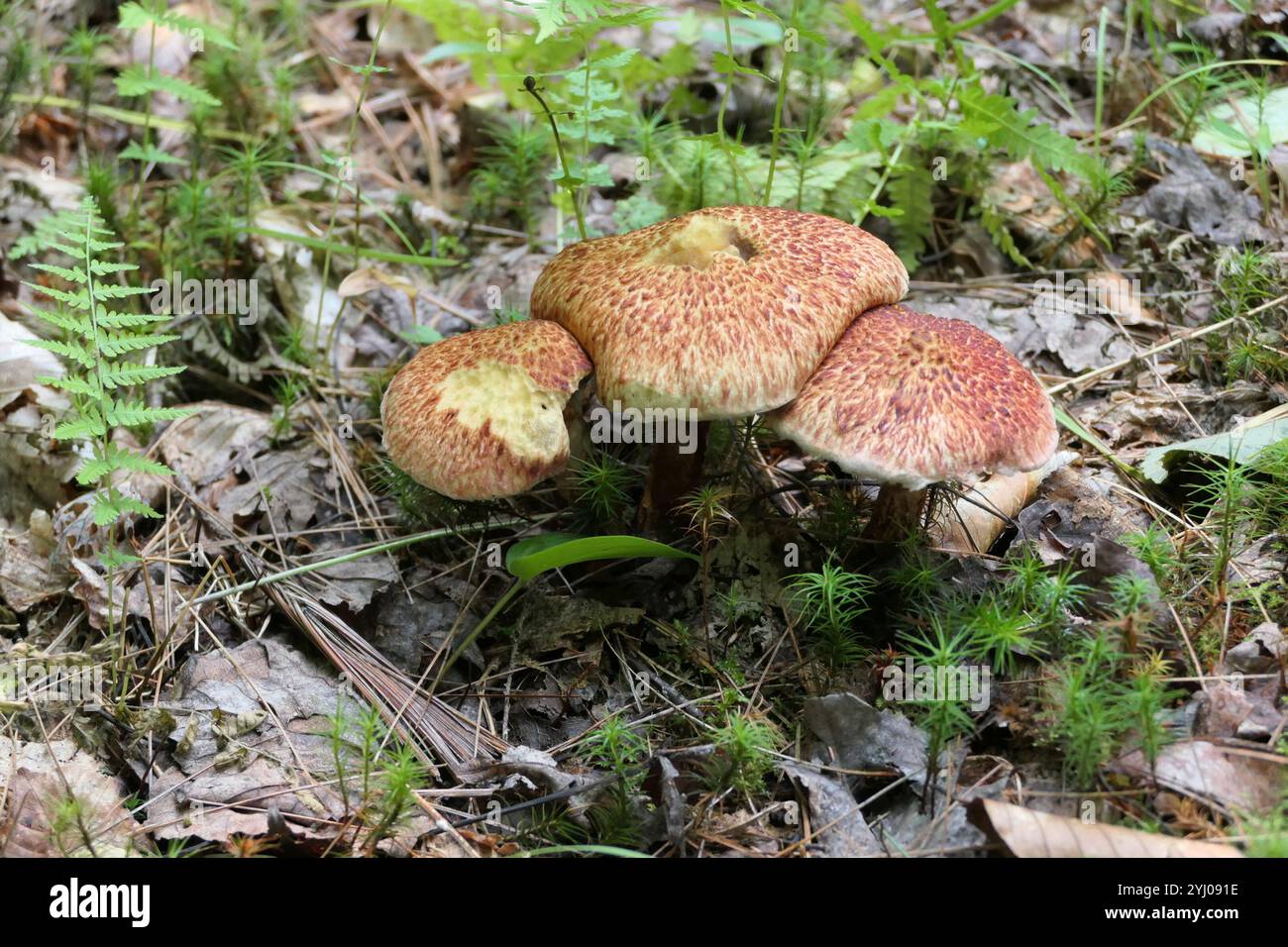 Painted Suillus (Suillus spraguei Stock Photo - Alamy