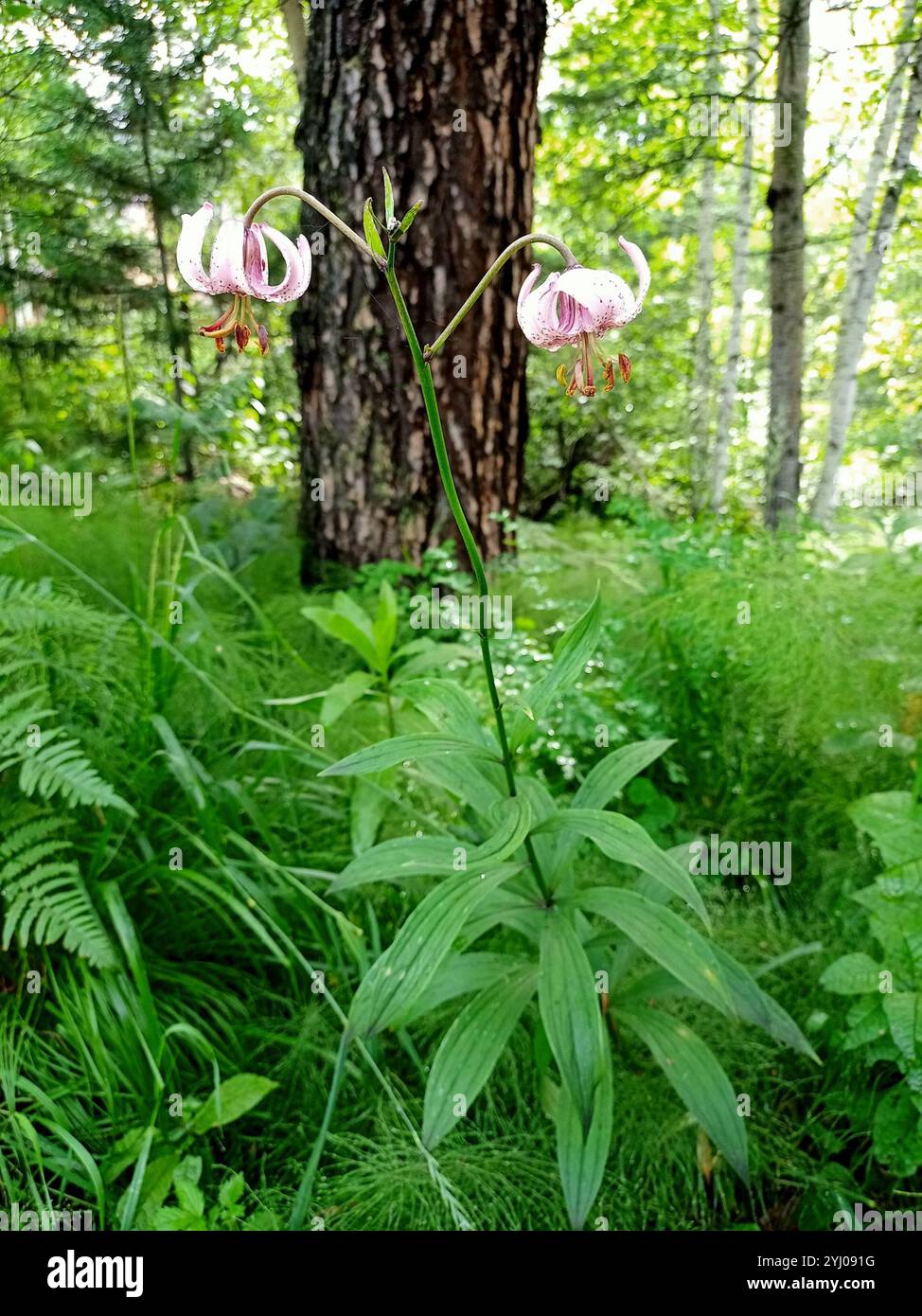 Lilium pilosiusculum hi-res stock photography and images - Alamy