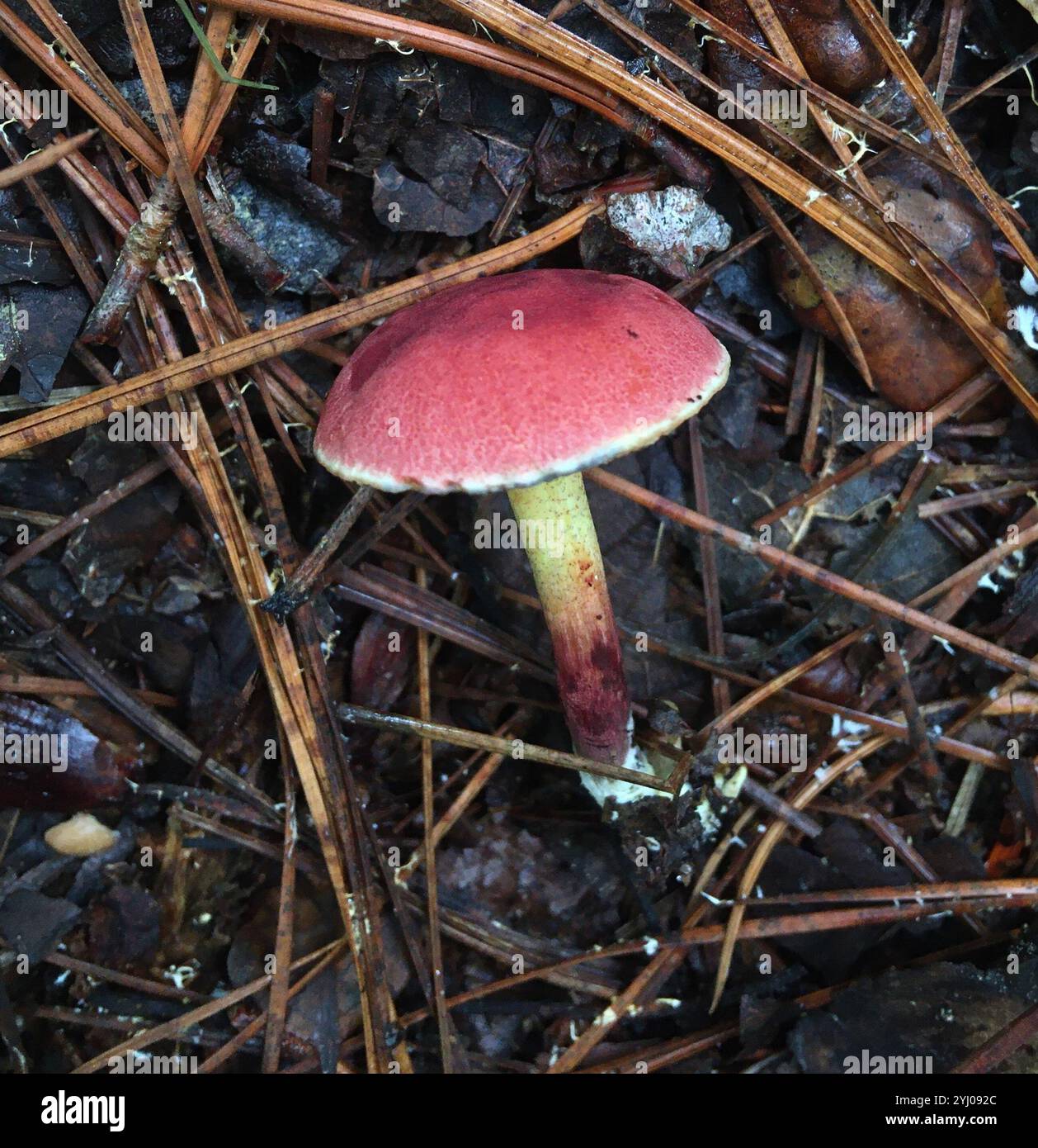 Hortiboletus hi-res stock photography and images - Alamy