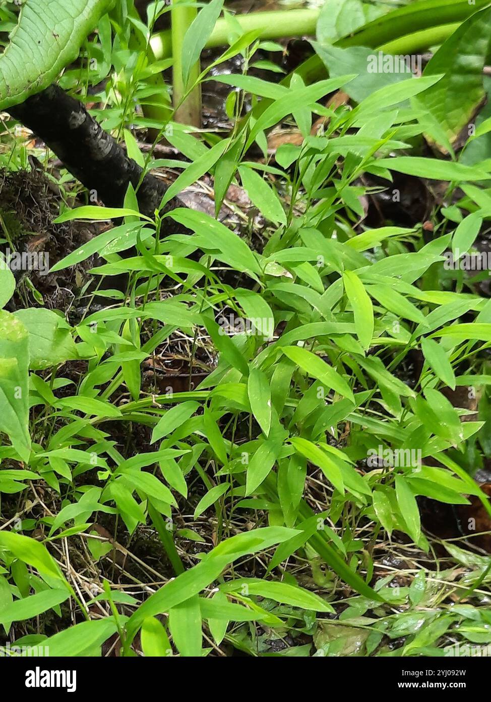 Japanese stiltgrass (Microstegium vimineum Stock Photo - Alamy
