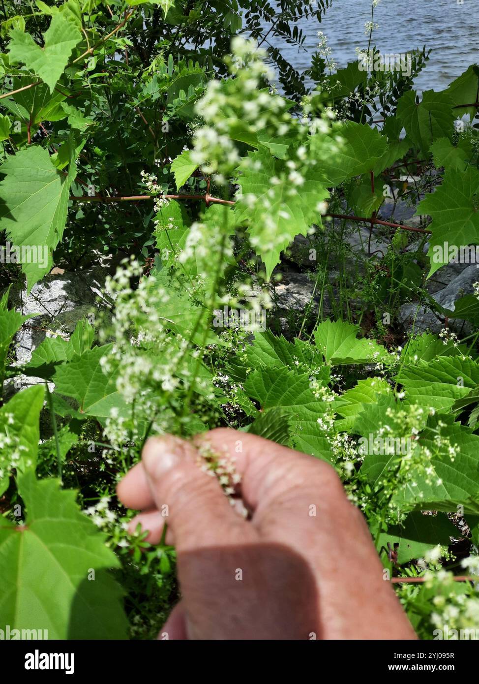 white bedstraw (Galium album Stock Photo - Alamy