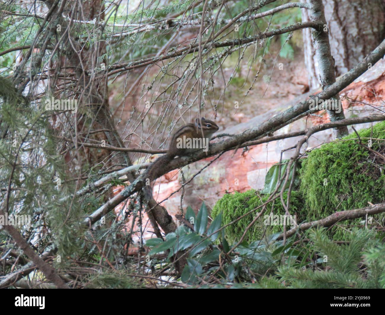 Townsend's Chipmunk (Neotamias townsendii Stock Photo - Alamy