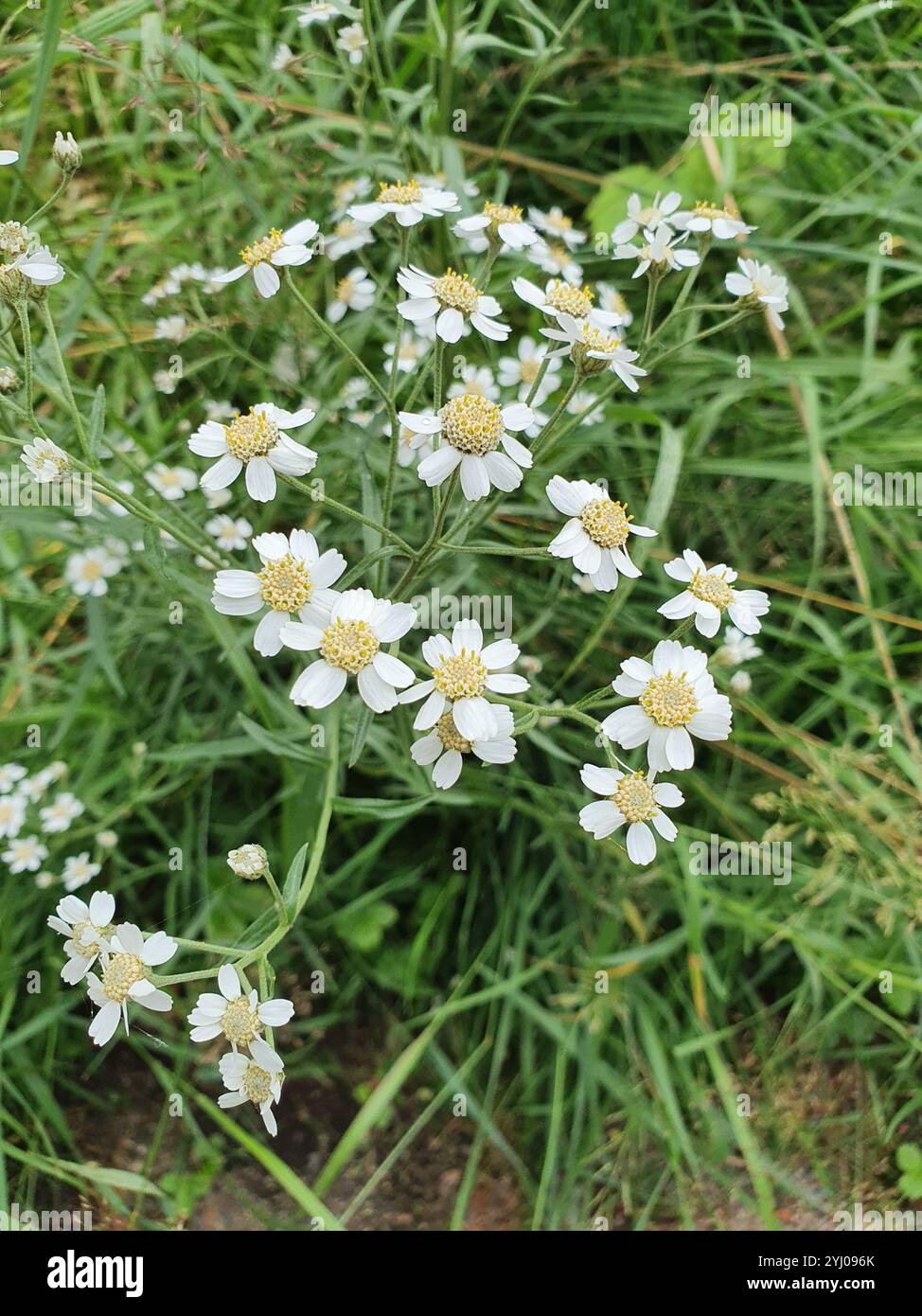 Sneezewort (Achillea ptarmica Stock Photo - Alamy