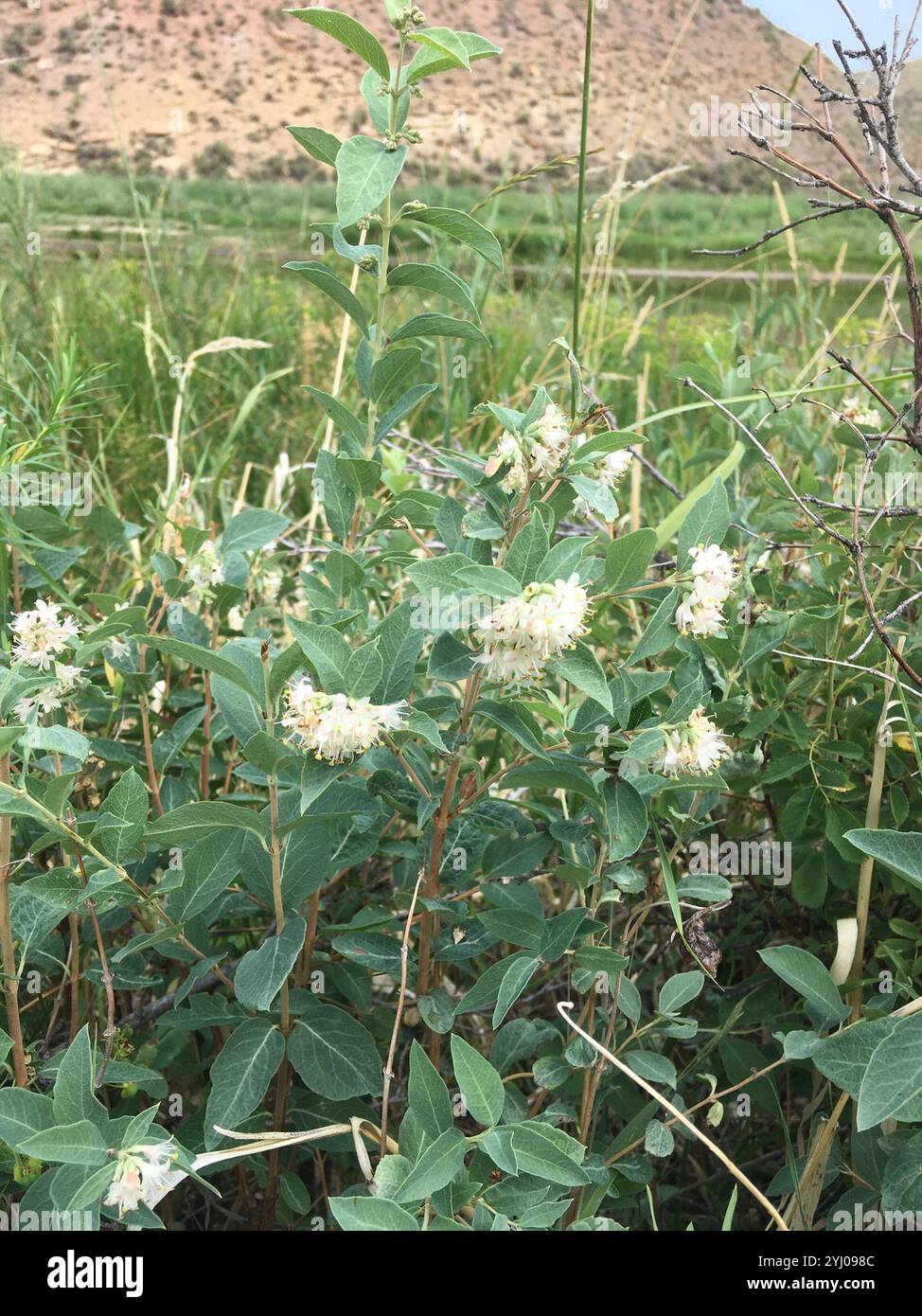 Roundleaf snowberry hi-res stock photography and images - Alamy