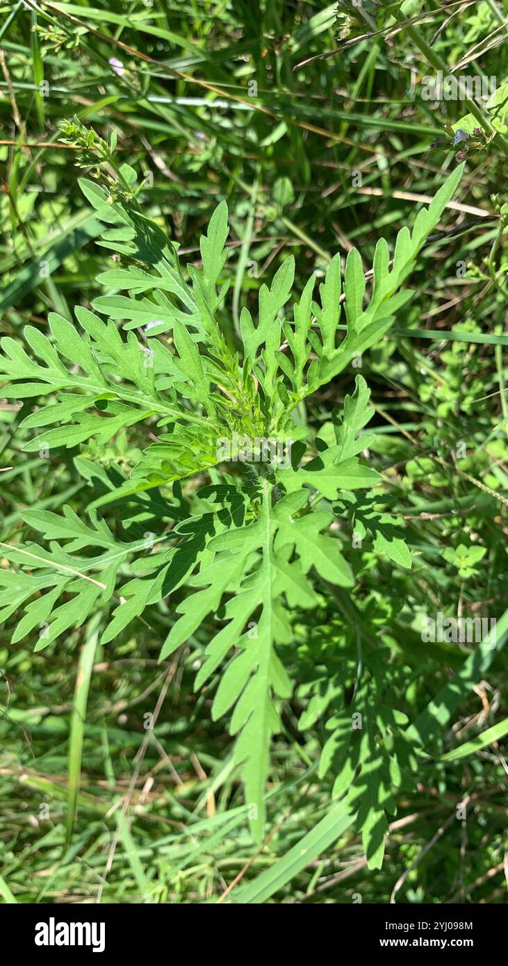 common ragweed (Ambrosia artemisiifolia Stock Photo - Alamy