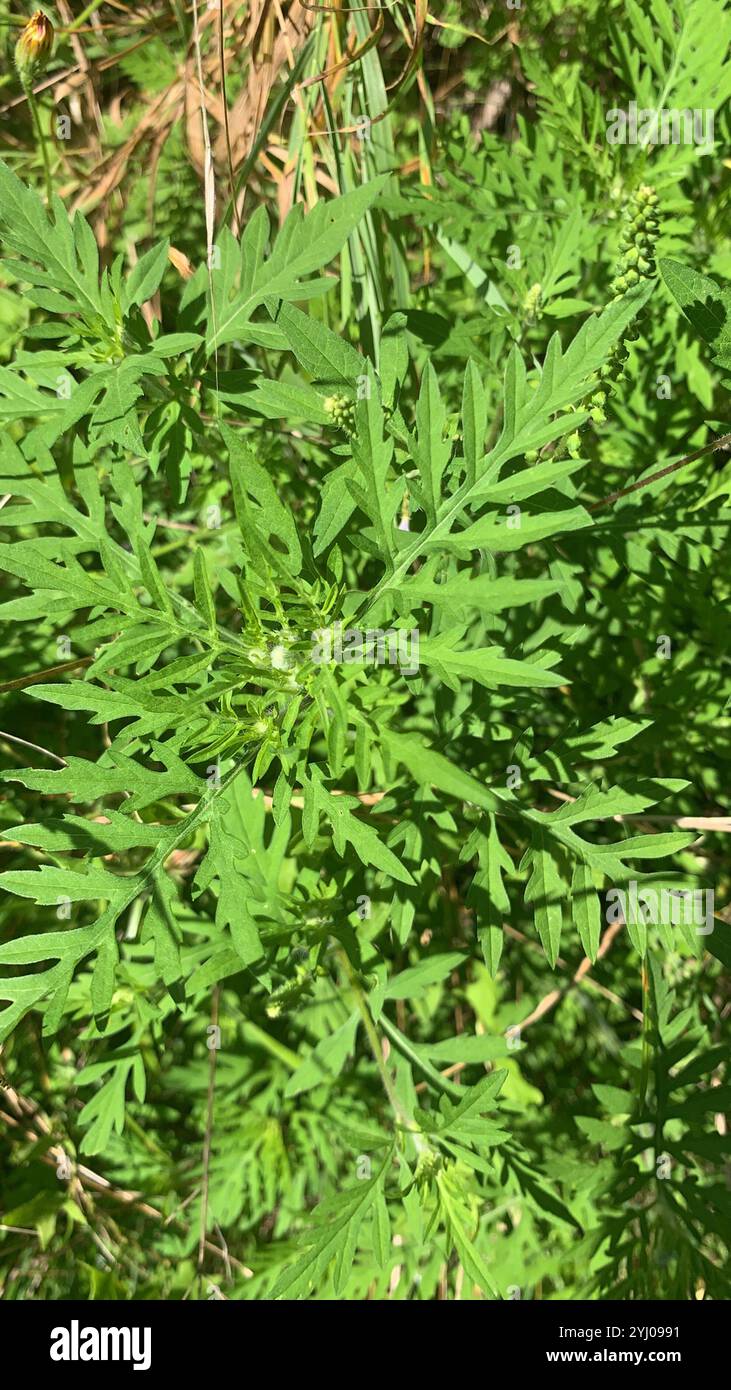 common ragweed (Ambrosia artemisiifolia Stock Photo - Alamy