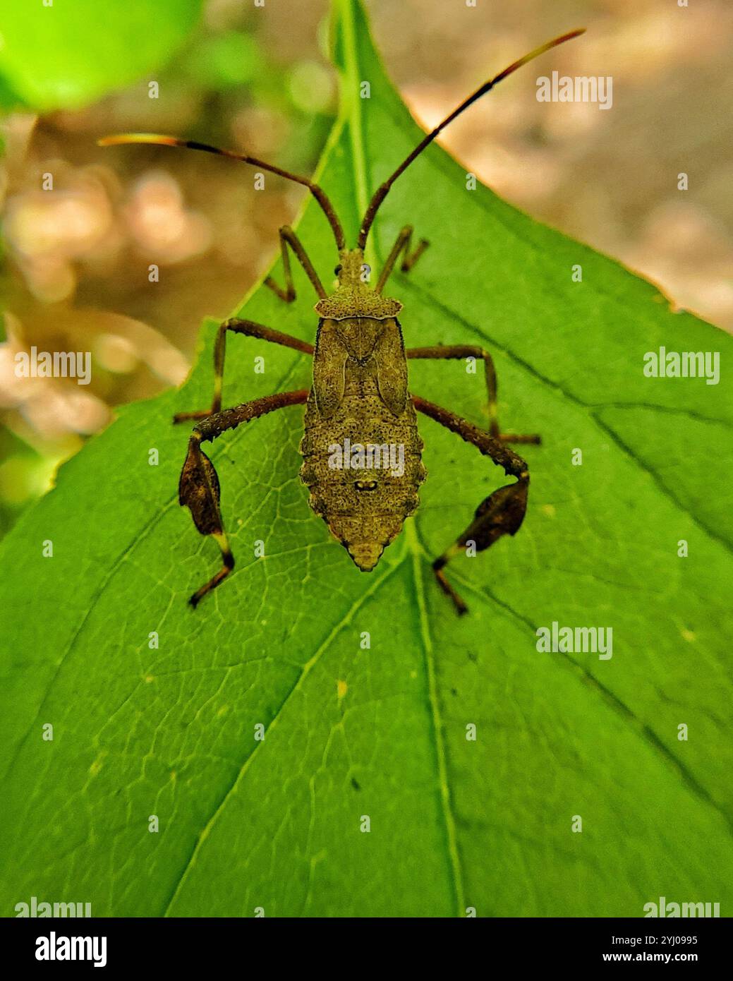 Spine-headed Bugs (Acanthocephala Stock Photo - Alamy