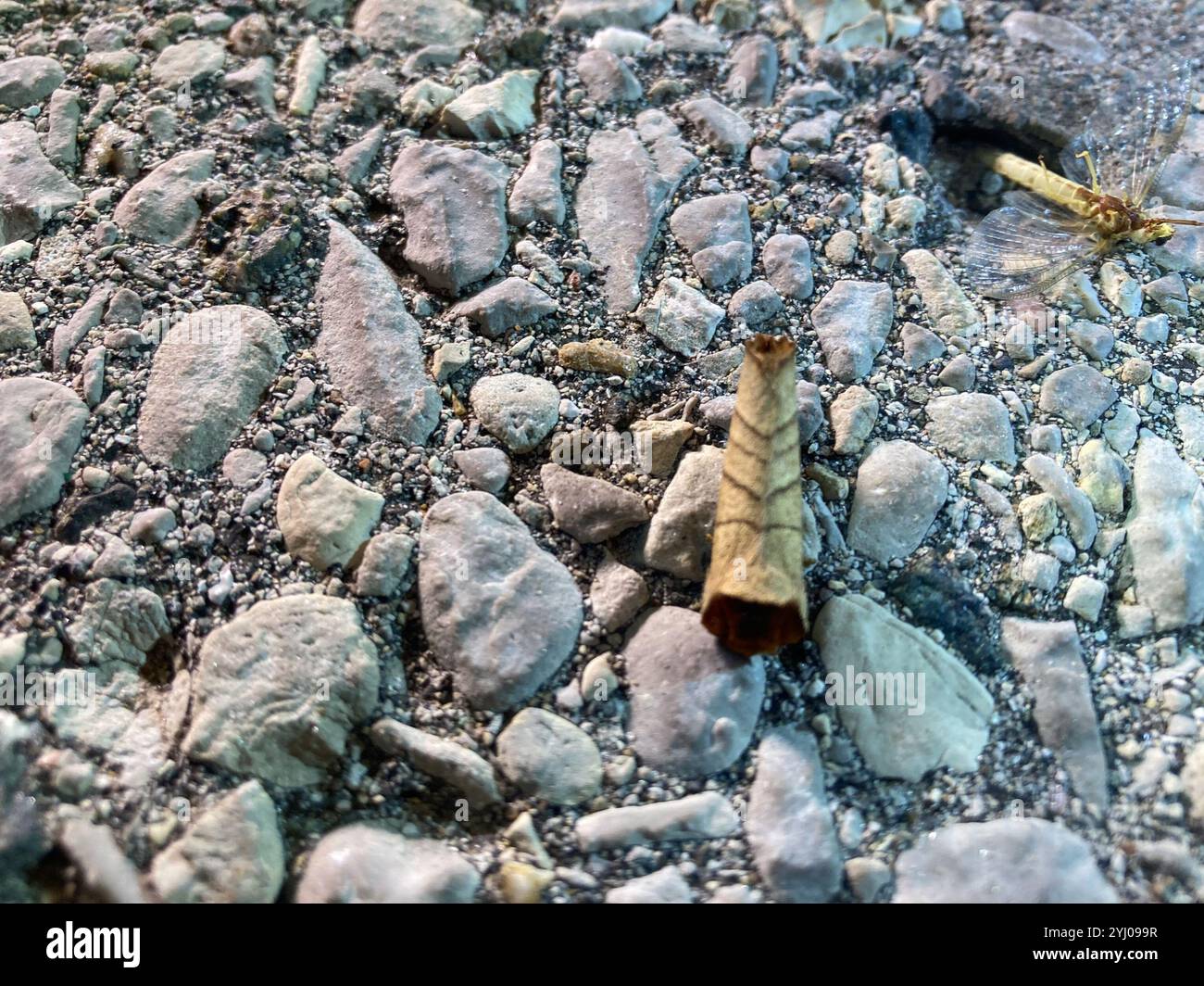 Yellow-necked Caterpillar Moth (Datana ministra Stock Photo - Alamy