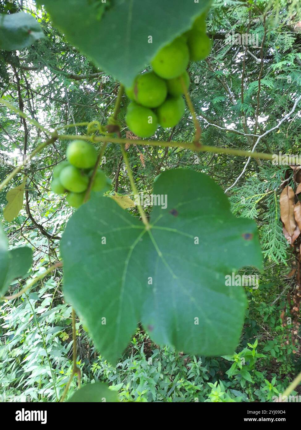fox grape (Vitis labrusca Stock Photo - Alamy