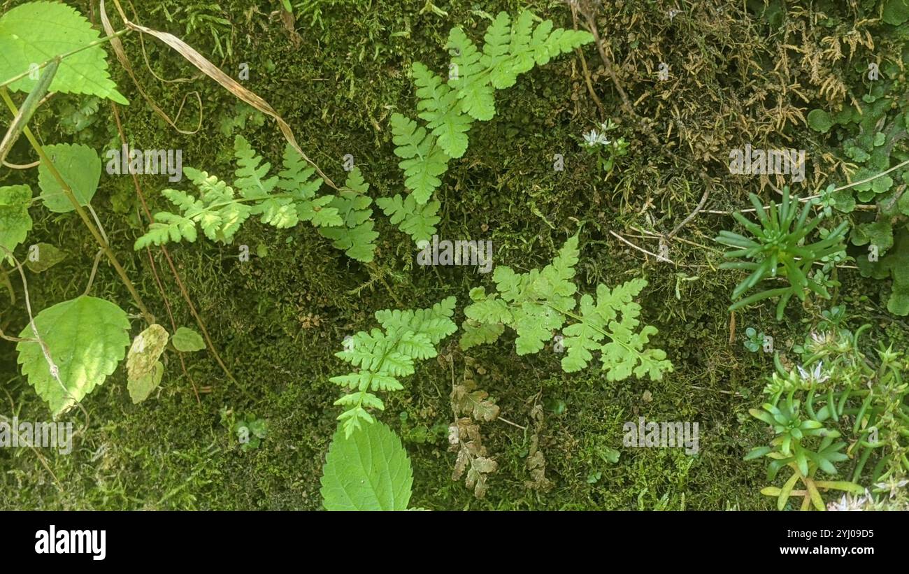 fragile ferns (Cystopteris Stock Photo - Alamy