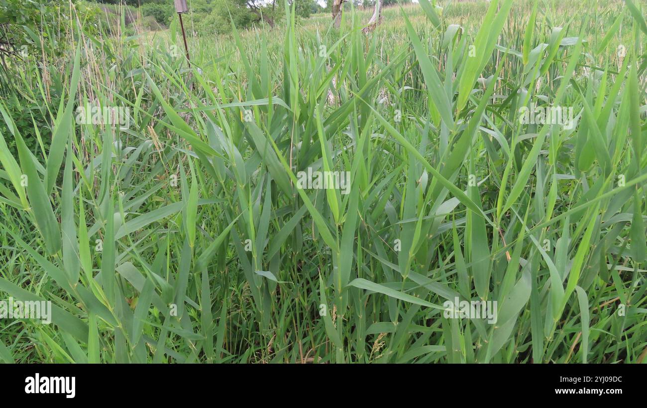 common reed (Phragmites australis Stock Photo - Alamy