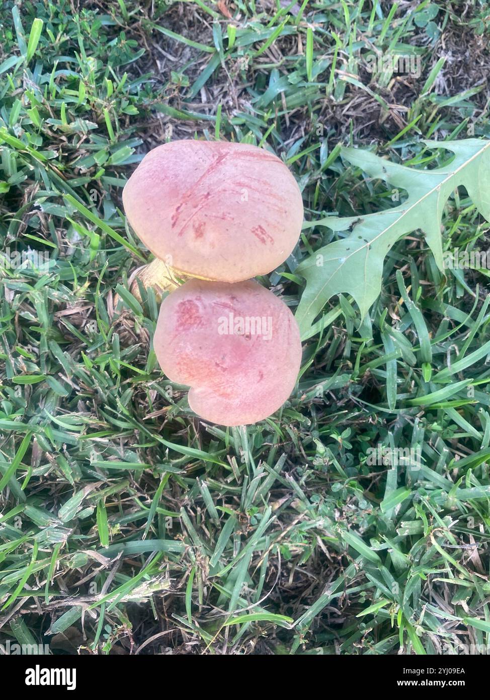 Ruby Bolete (Hortiboletus rubellus Stock Photo - Alamy