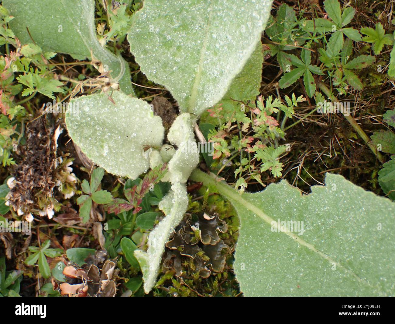 great mullein (Verbascum thapsus Stock Photo - Alamy