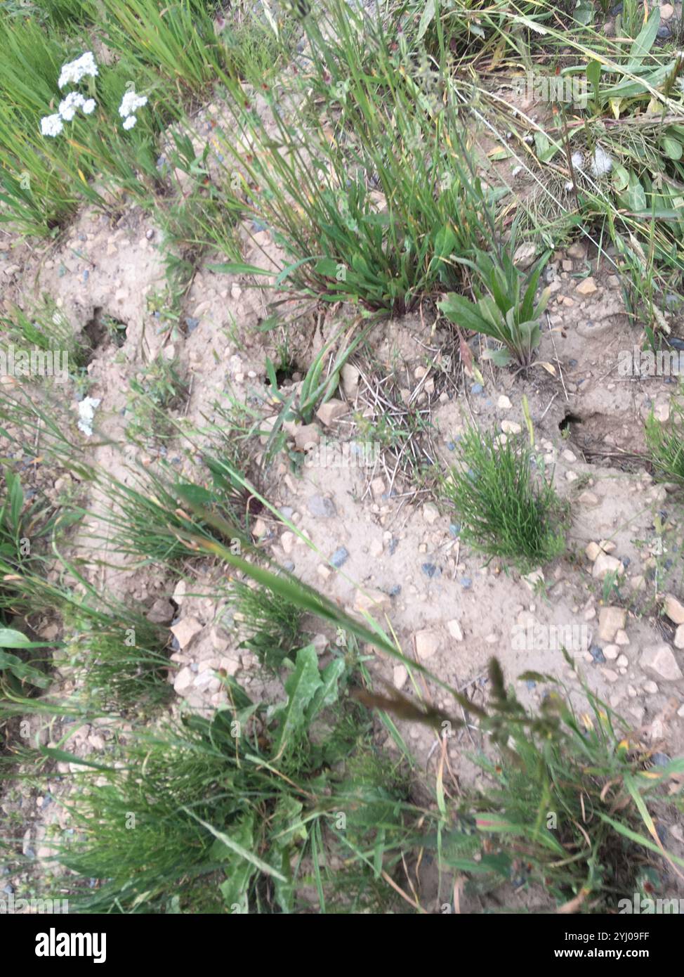 Pocket Gophers (Geomyidae Stock Photo - Alamy