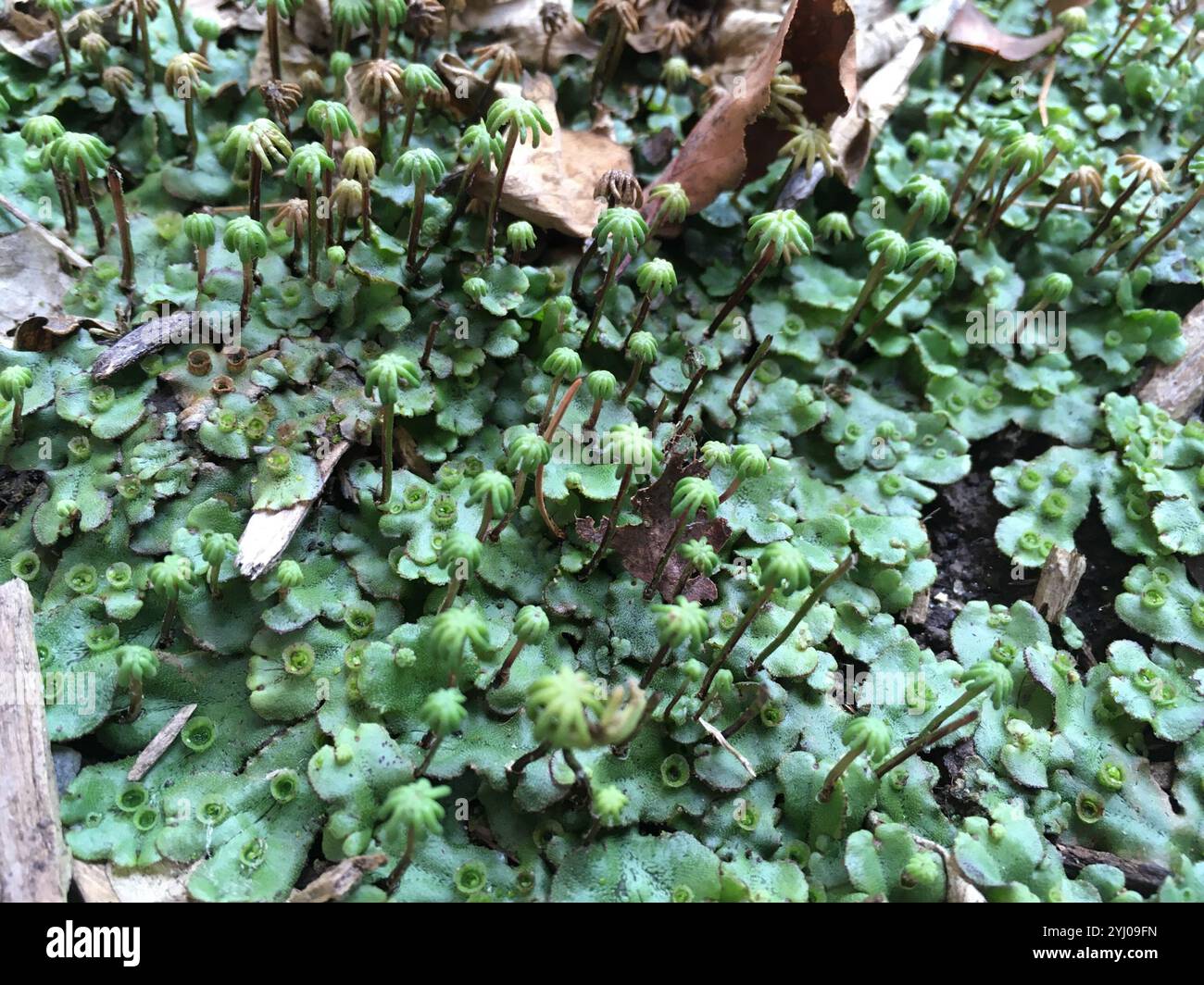 Common Liverwort (Marchantia polymorpha Stock Photo - Alamy