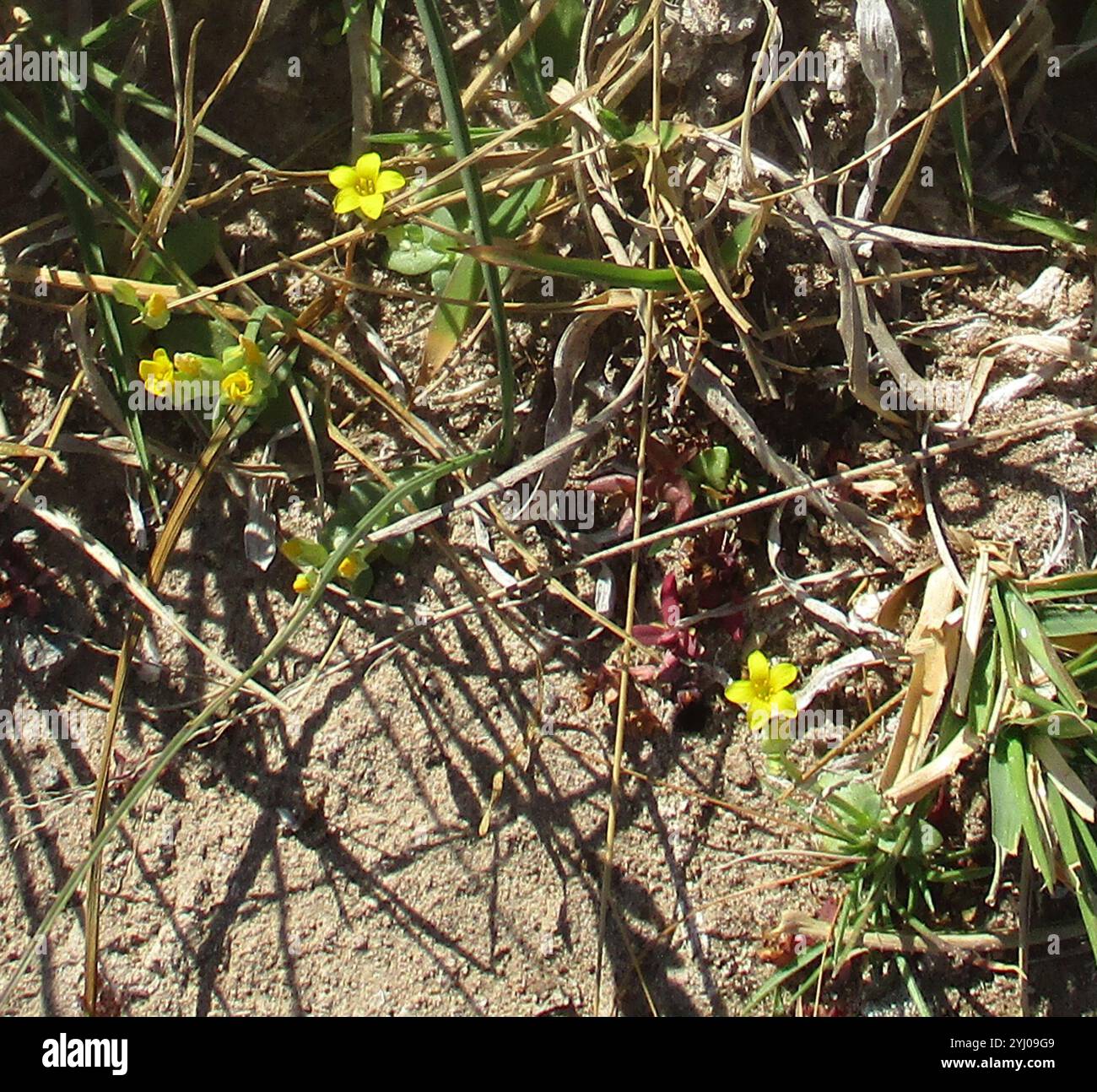 Sebaea hi-res stock photography and images - Alamy