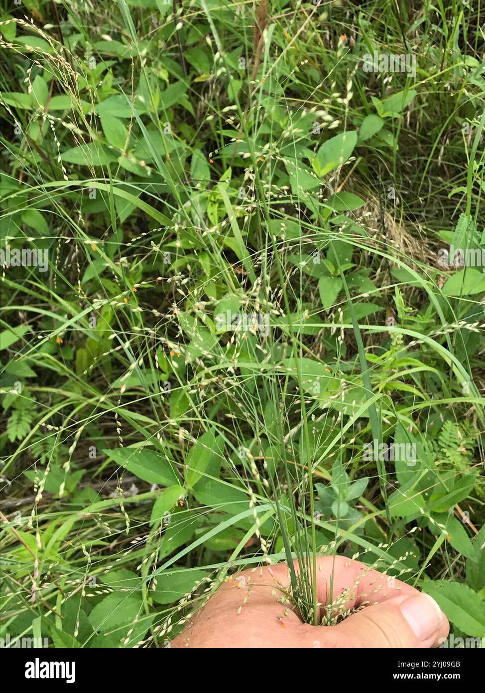 Kleingrass (Panicum coloratum Stock Photo - Alamy