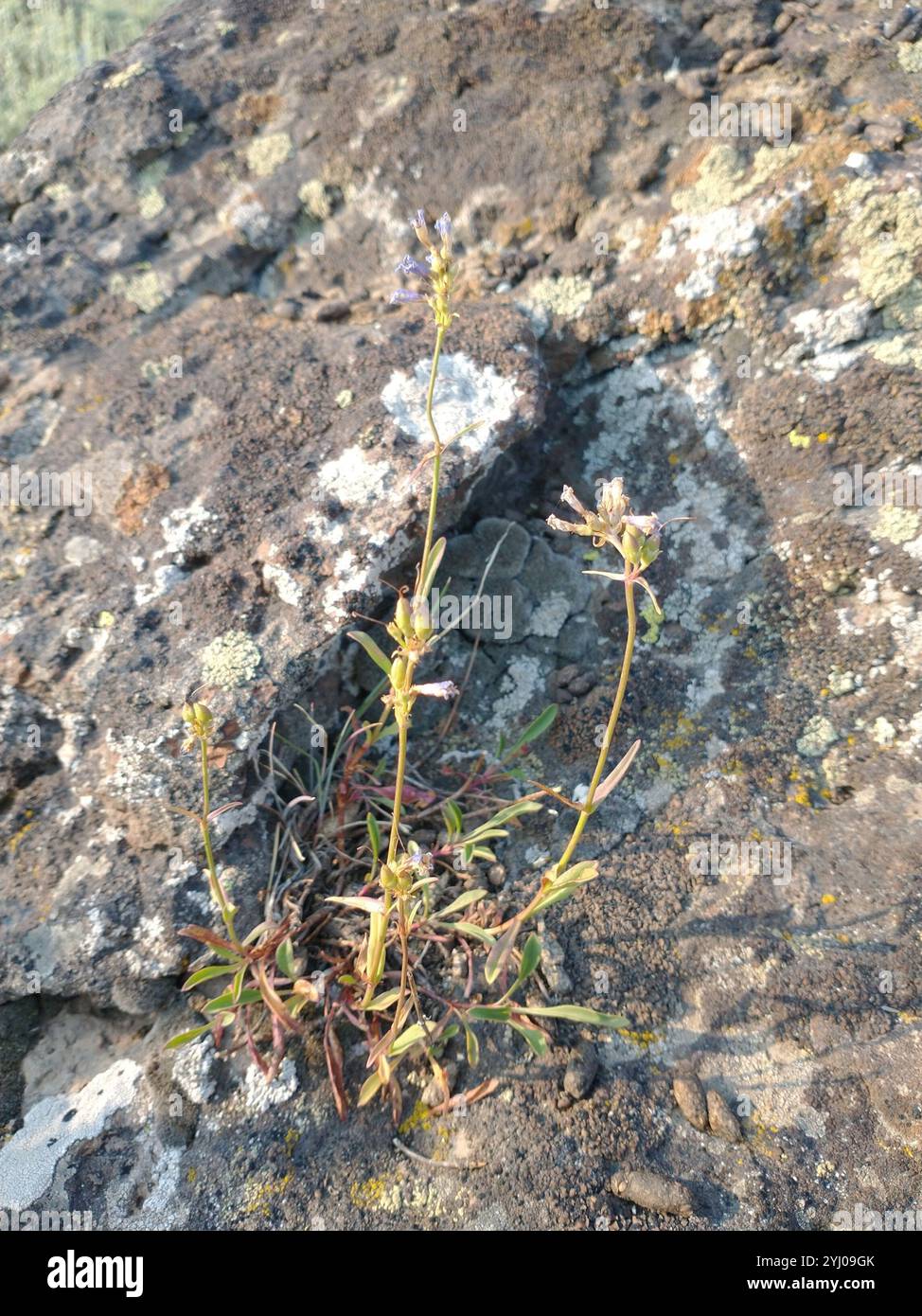 Penstemon penstemon procerus hi-res stock photography and images - Alamy