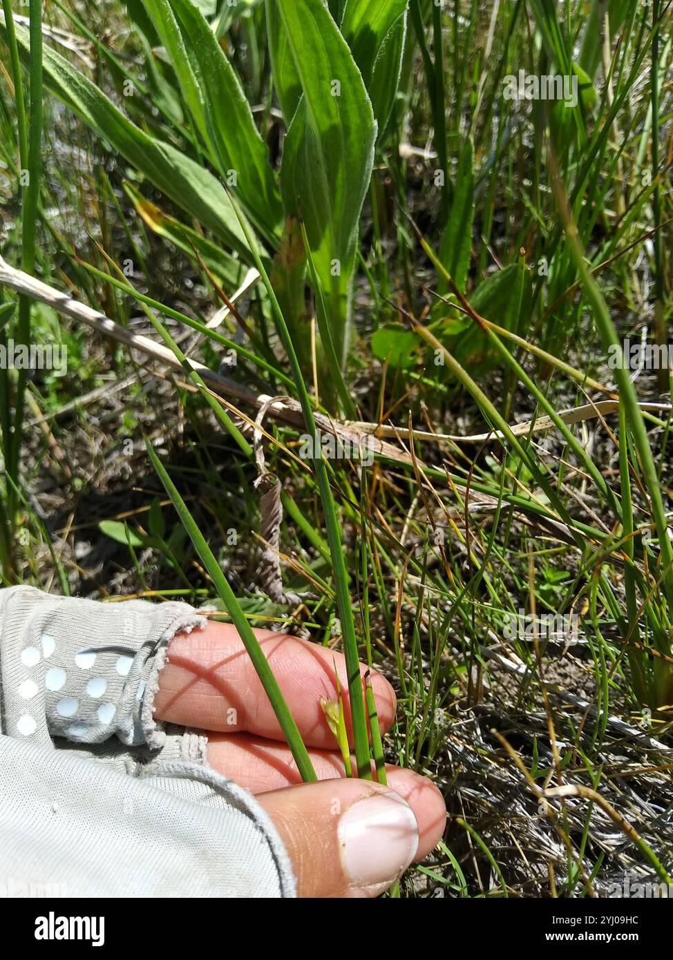 flowering plants (Angiospermae Stock Photo - Alamy
