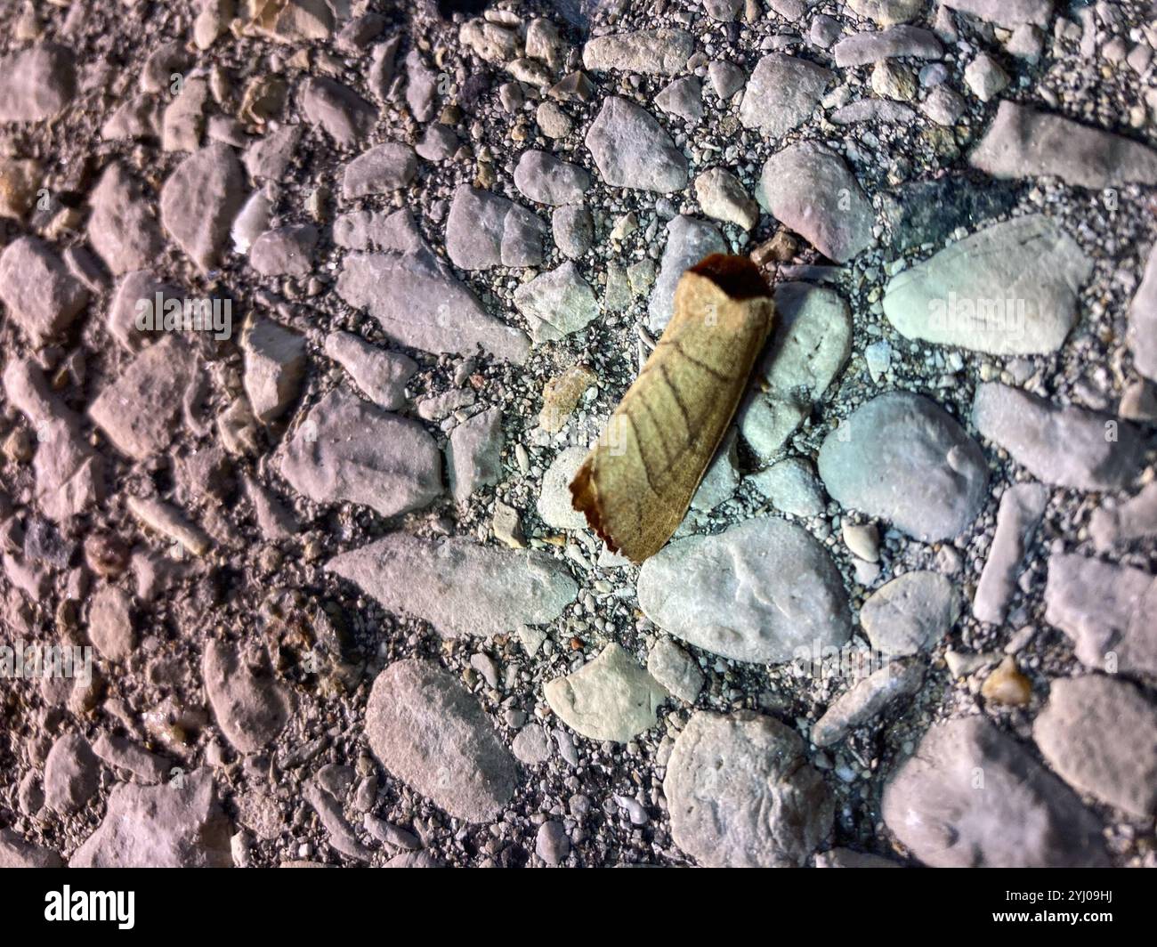 Yellow-necked Caterpillar Moth (Datana ministra Stock Photo - Alamy