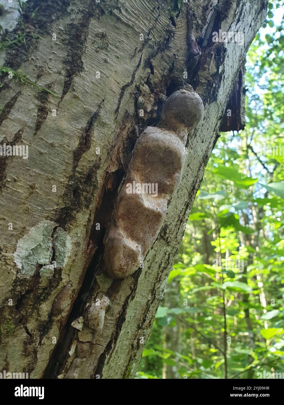Willow Bracket (Phellinus igniarius Stock Photo - Alamy