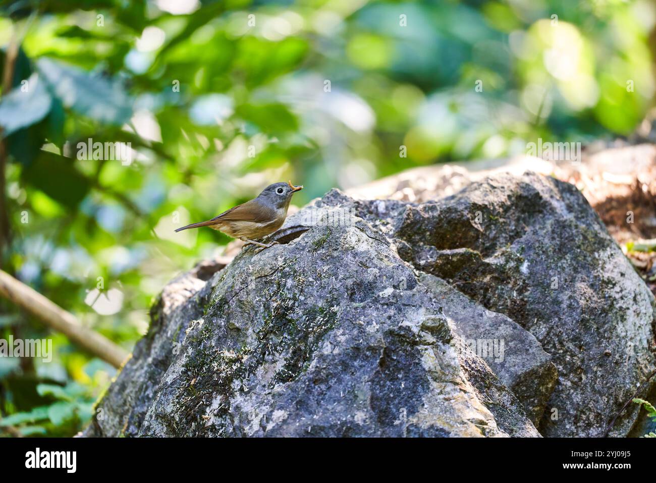 Wild birds living in the forest outdoors Stock Photo - Alamy