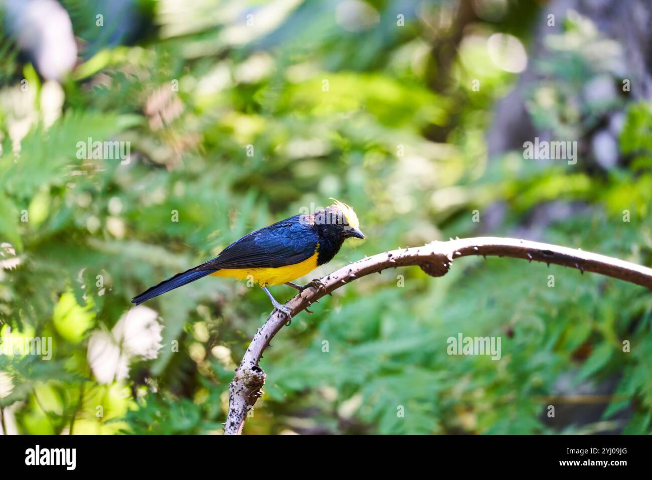 Wild birds living in the forest outdoors Stock Photo - Alamy