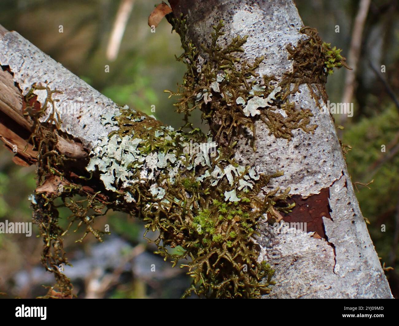 common lichens (Lecanoromycetes Stock Photo - Alamy