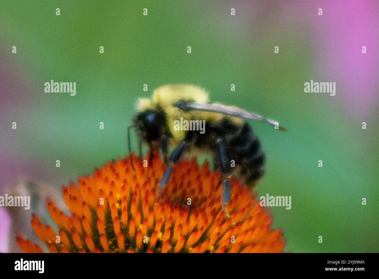 Two-spotted Bumble Bee (Bombus bimaculatus Stock Photo - Alamy