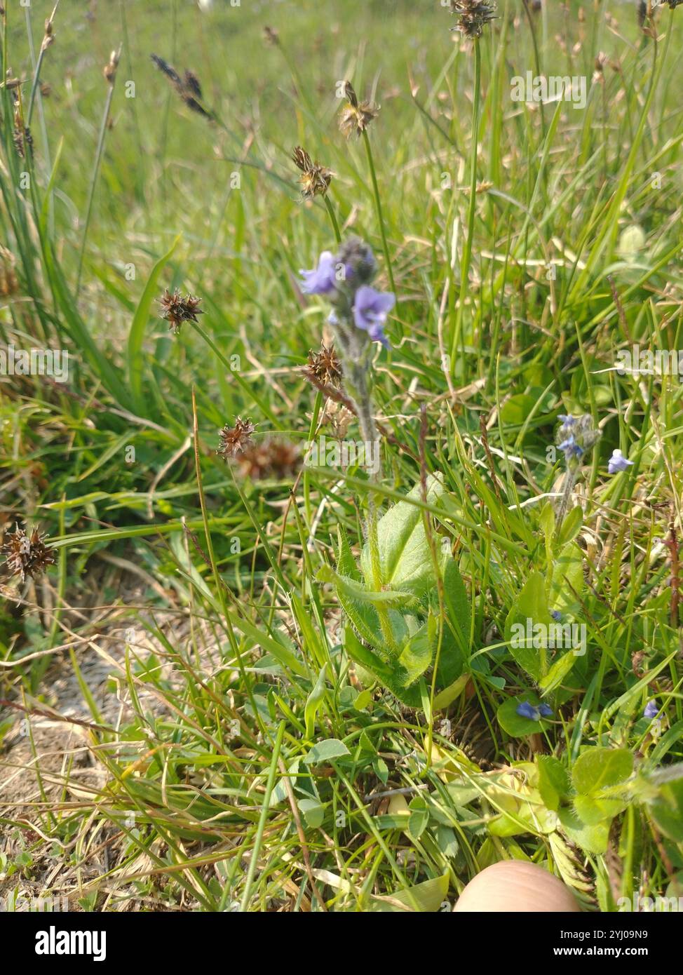 American alpine speedwell hi-res stock photography and images - Alamy