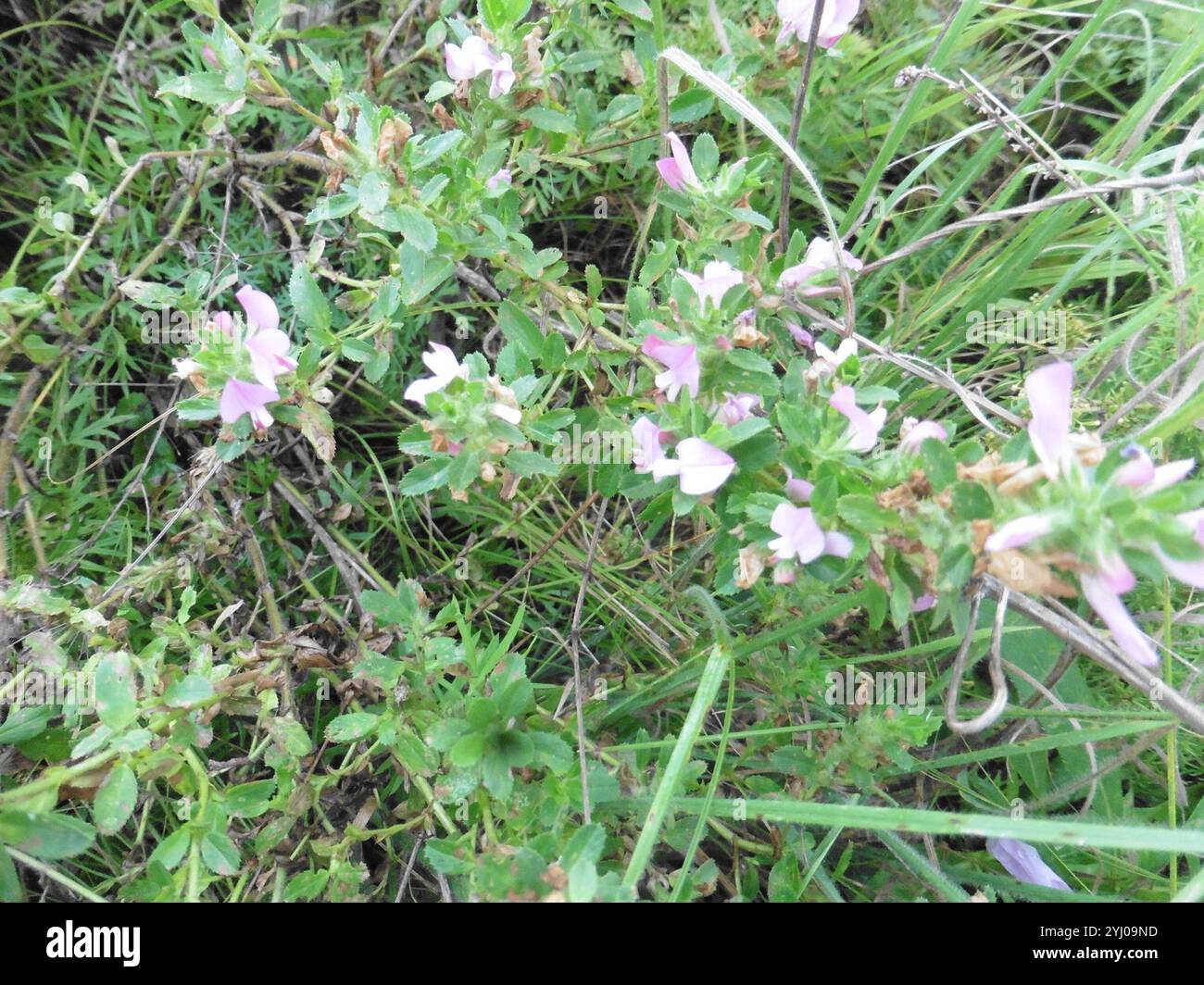 Trailing restharrow hi-res stock photography and images - Alamy