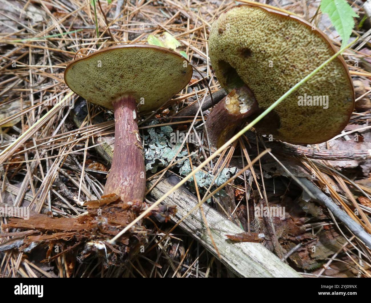 Two colored bolete hi-res stock photography and images - Alamy