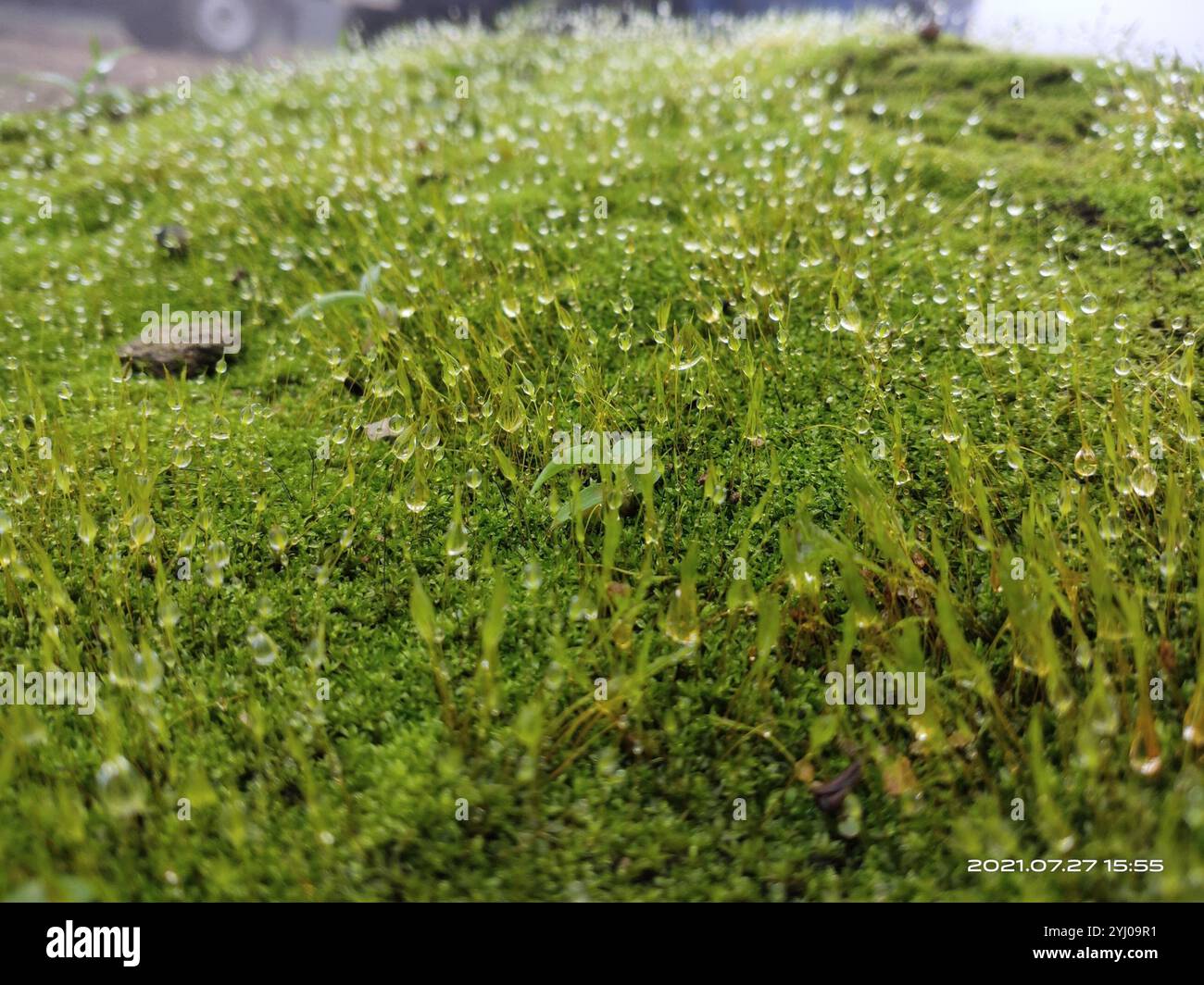 common bladder moss (Physcomitrium pyriforme Stock Photo - Alamy