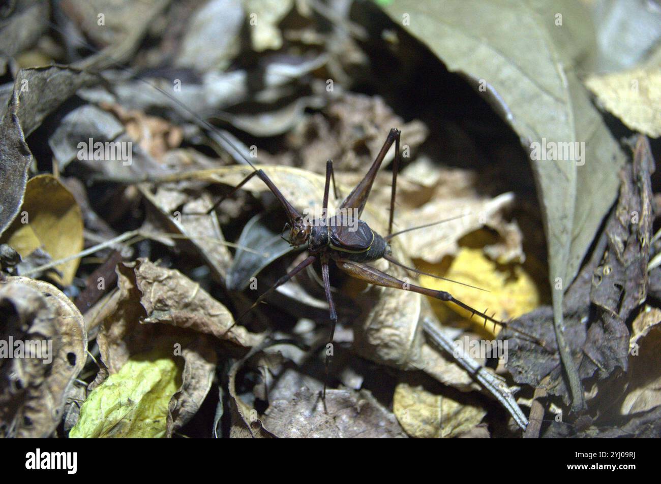 Spider Crickets (Phalangopsinae Stock Photo - Alamy