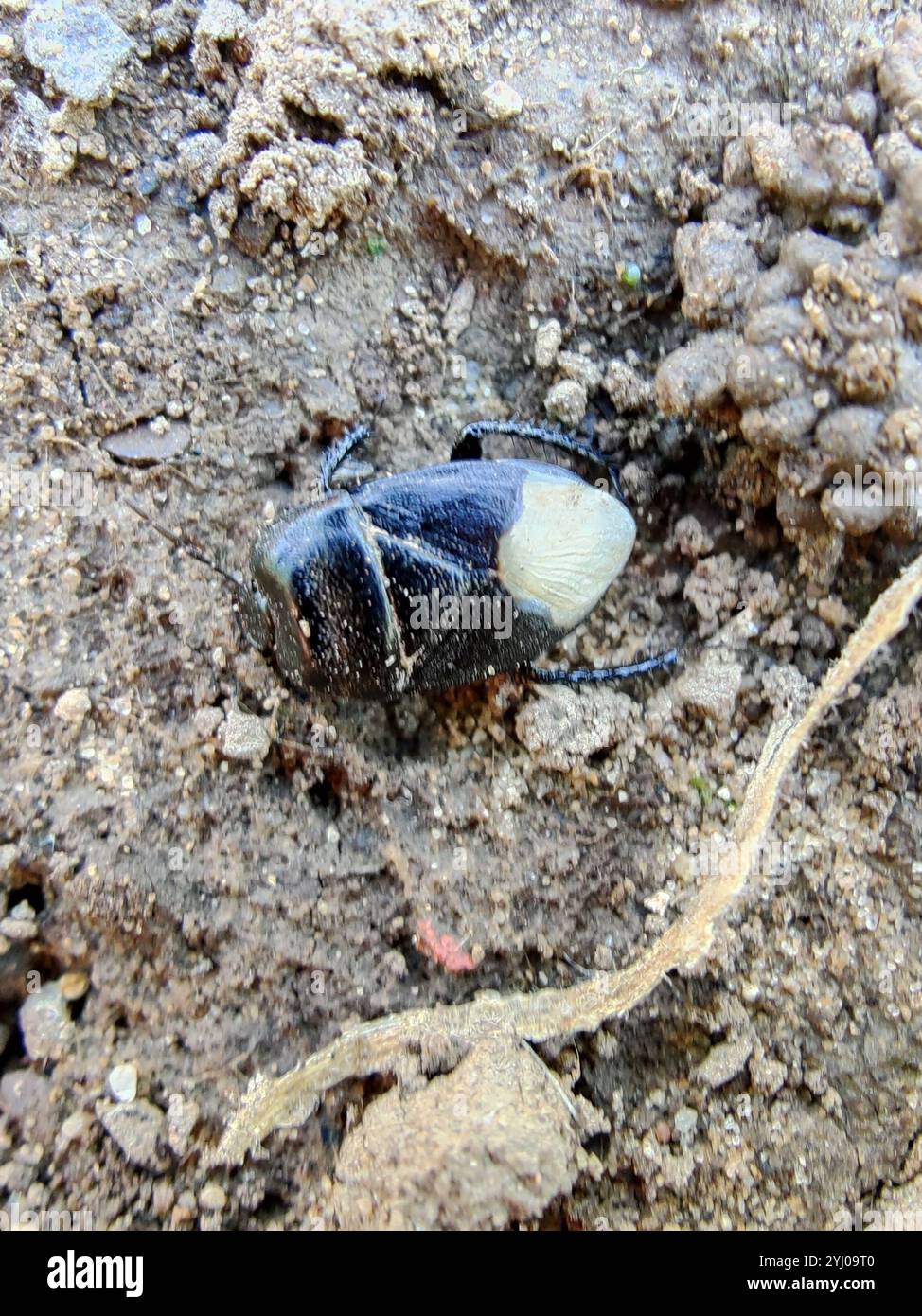 Black burrowing bug (Cydnus aterrimus Stock Photo - Alamy