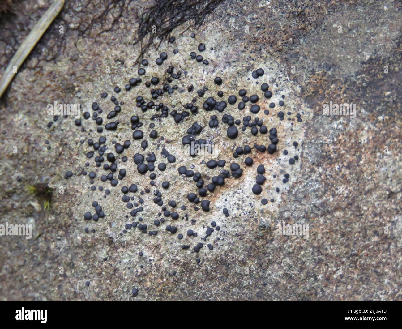concentric boulder lichen (Porpidia crustulata Stock Photo - Alamy