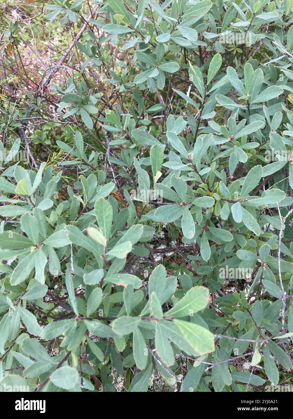 bog myrtle (Myrica gale Stock Photo - Alamy