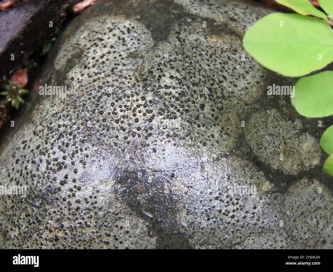Concentric boulder lichen hi-res stock photography and images - Alamy