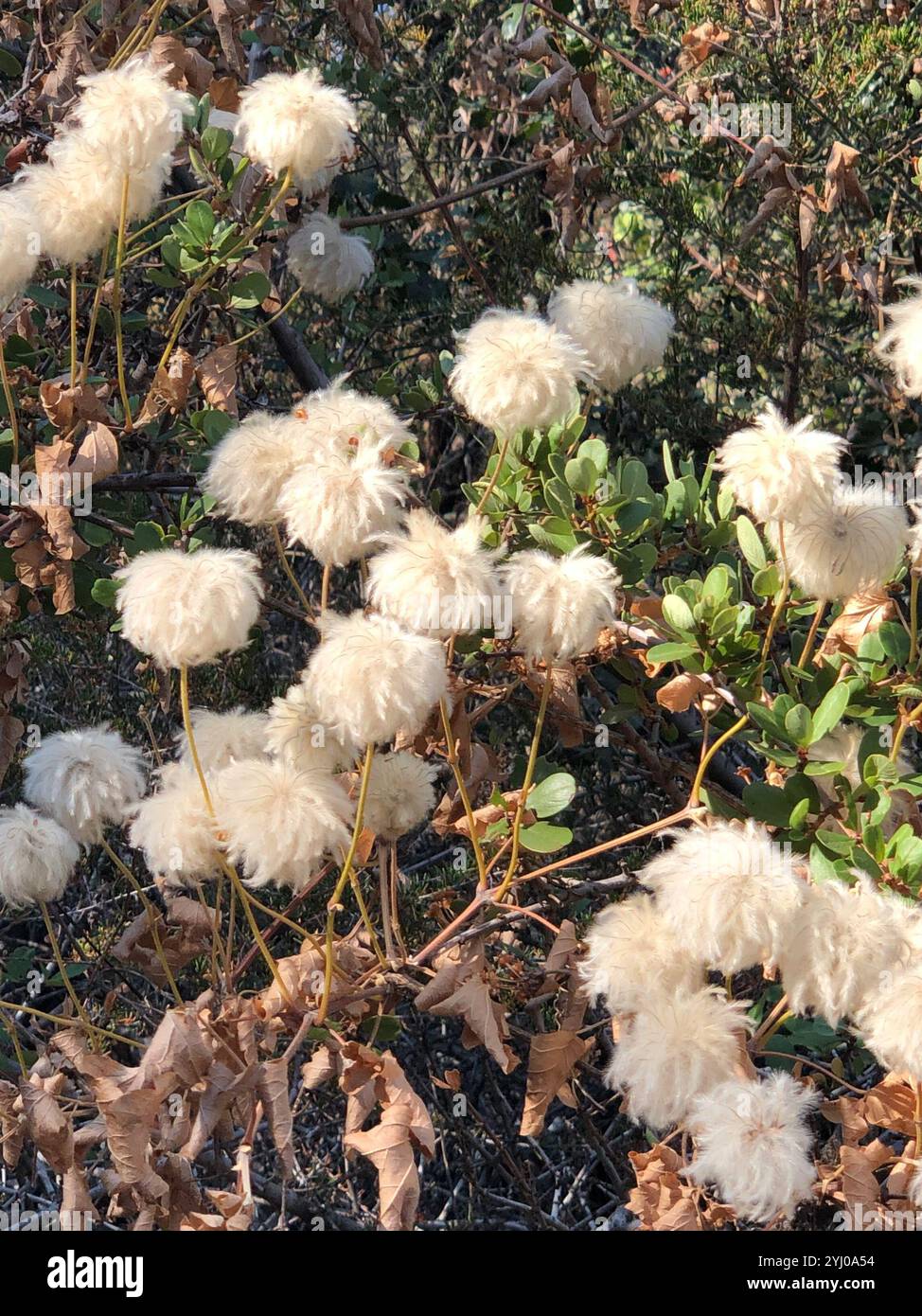 Pipestem Clematis (Clematis lasiantha Stock Photo - Alamy