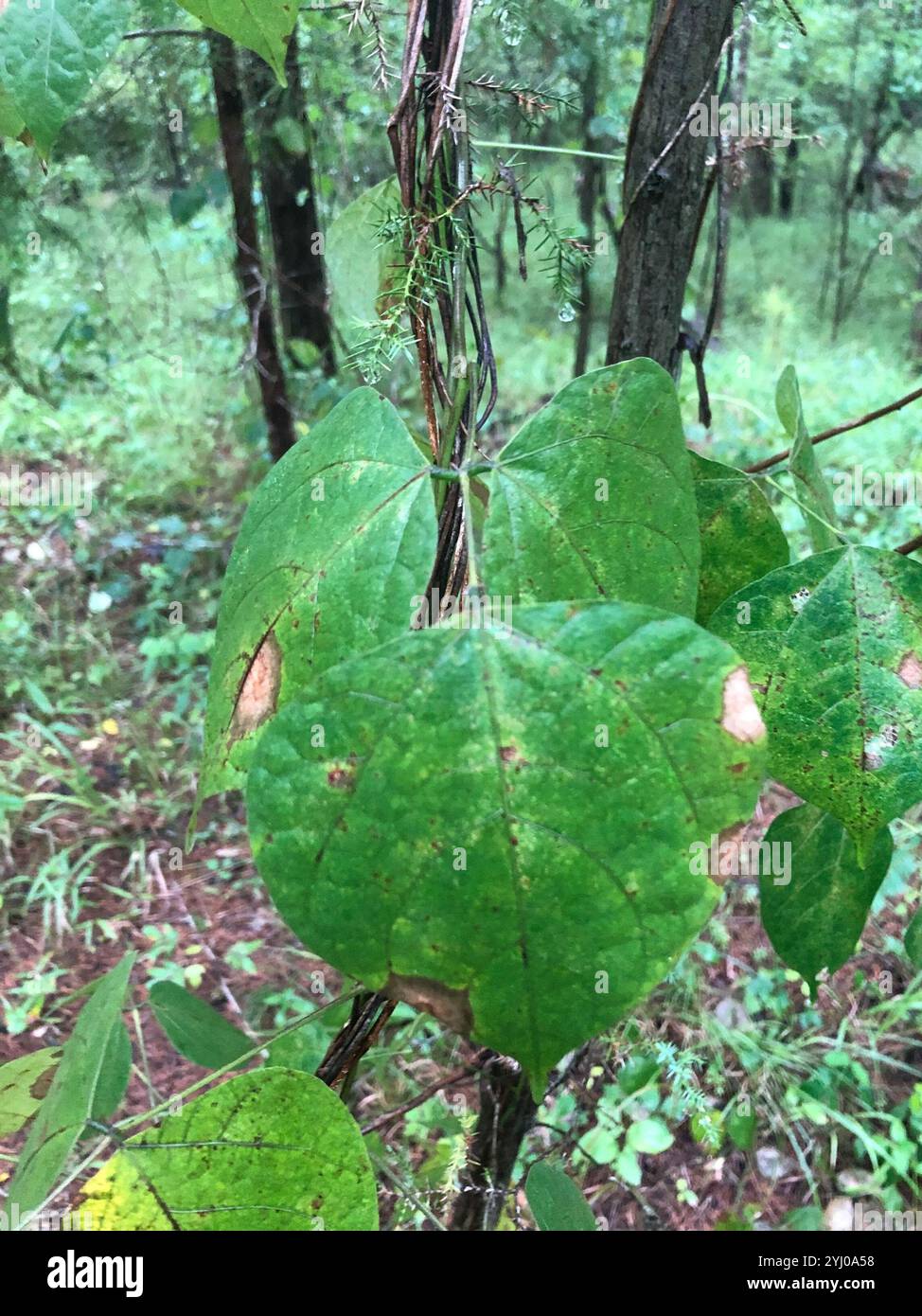 Thicket Bean (Phaseolus polystachios Stock Photo - Alamy