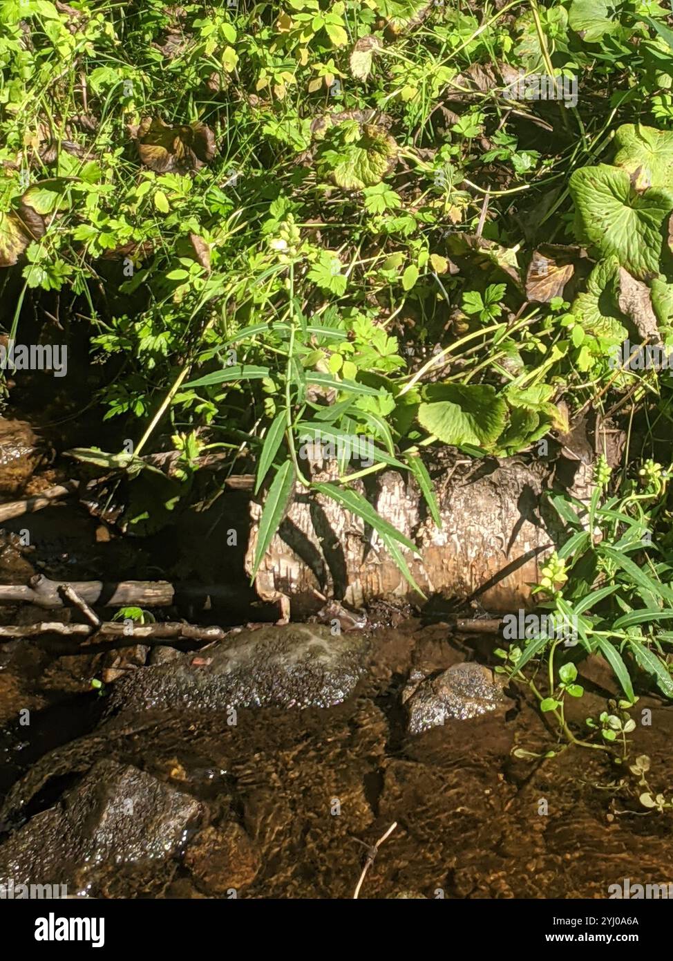 white turtlehead (Chelone glabra Stock Photo - Alamy