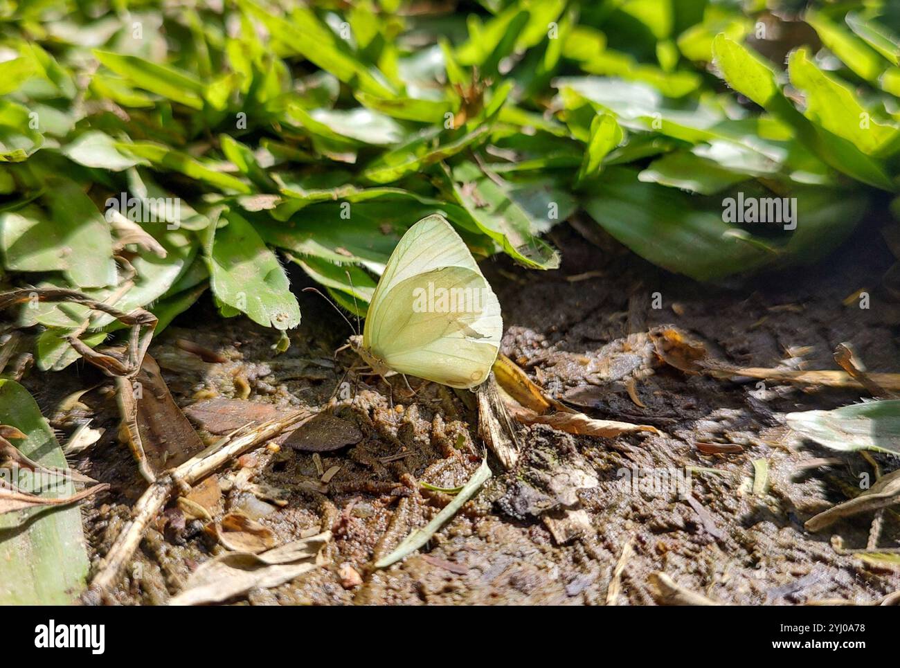Clean Mimic-White (Pseudopieris nehemia Stock Photo - Alamy