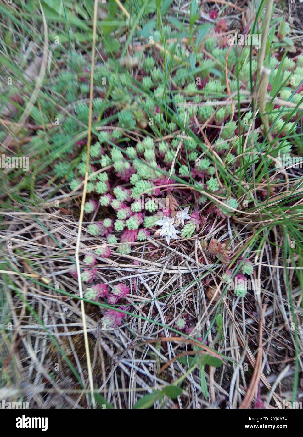Turkish stonecrop (Sedum pallidum Stock Photo - Alamy