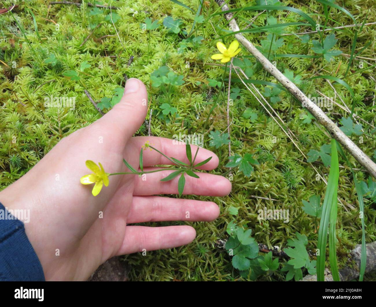 Western Buttercup (Ranunculus occidentalis Stock Photo - Alamy