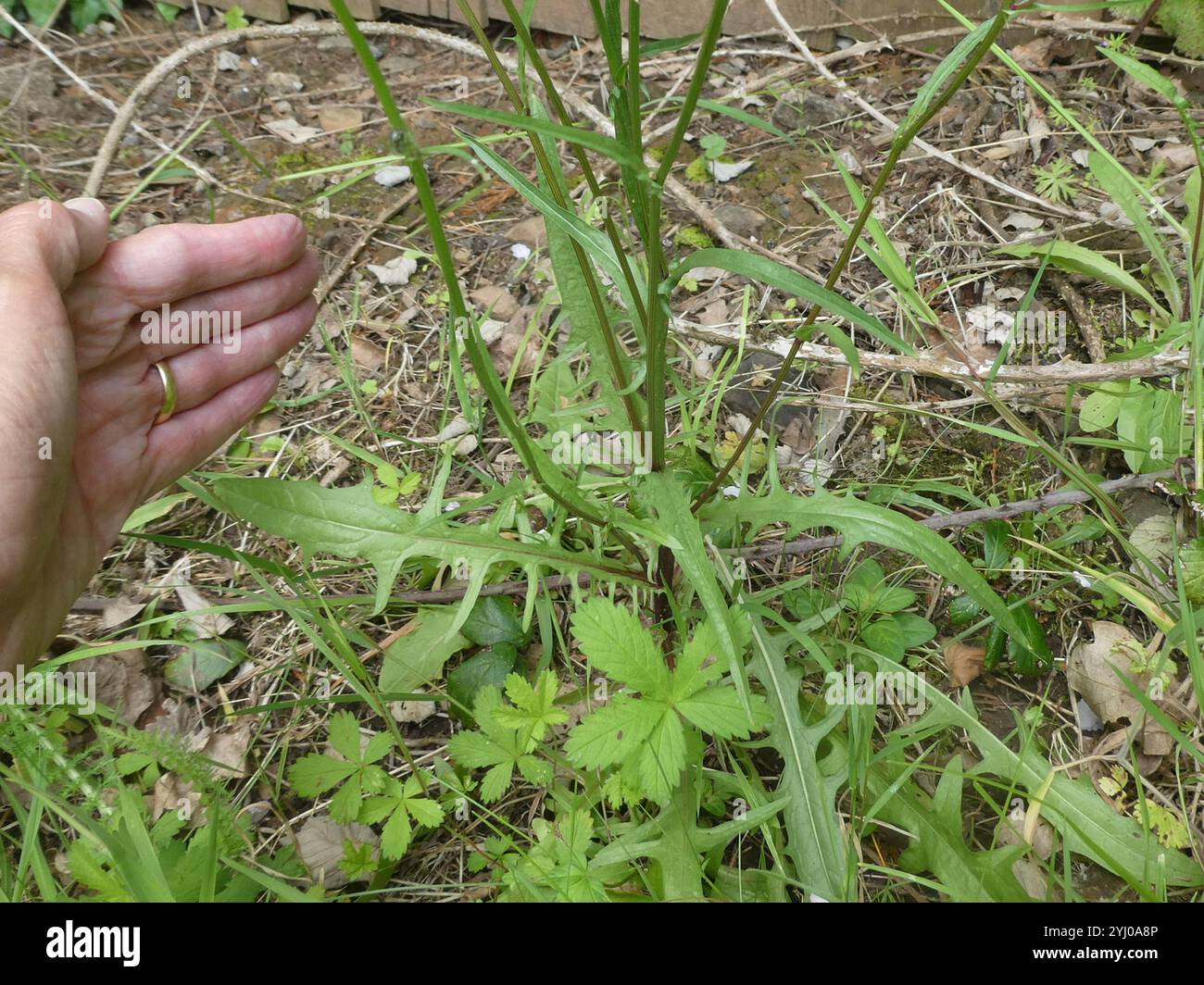 Beaked hawksbeard hi-res stock photography and images - Alamy