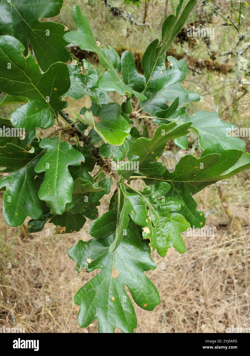 Oregon oak (Quercus garryana Stock Photo - Alamy