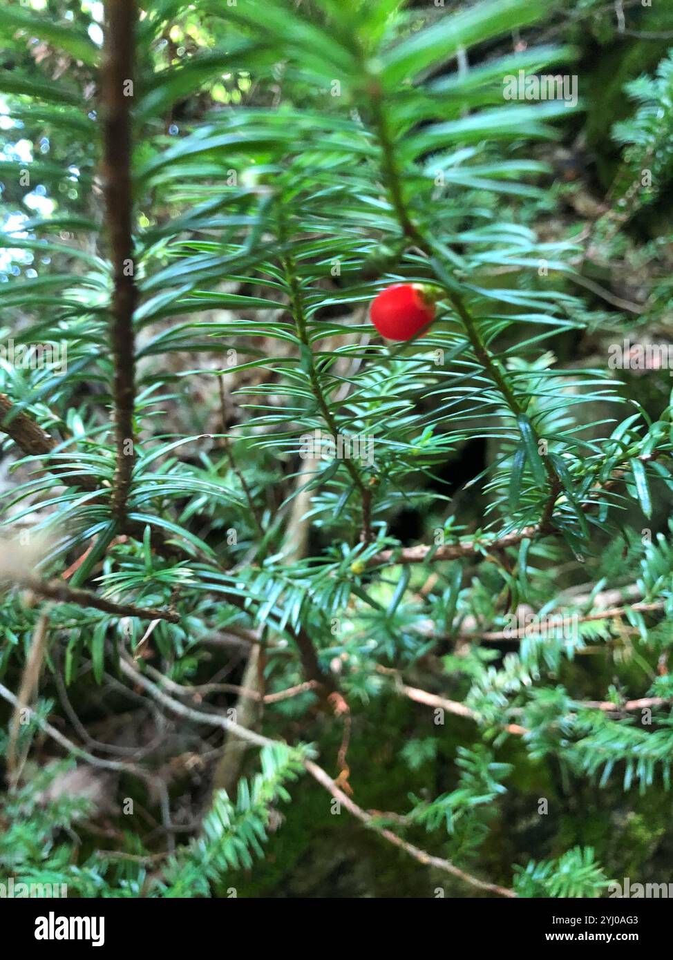 Canada yew (Taxus canadensis Stock Photo - Alamy