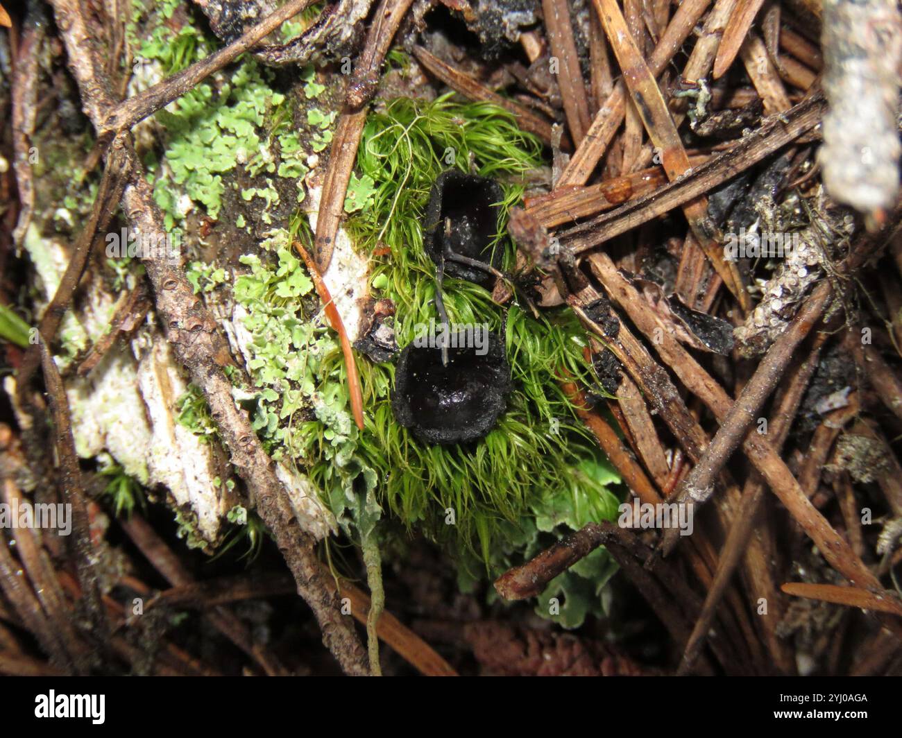 Plectania hi-res stock photography and images - Alamy